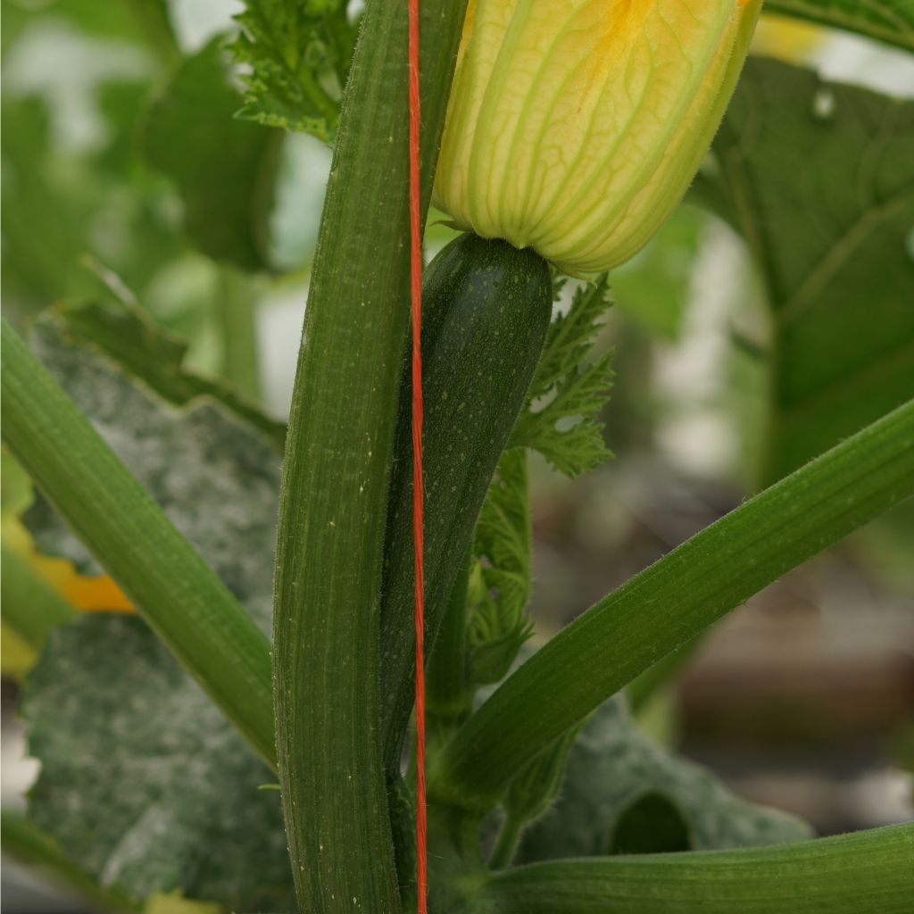 Dark Zucchini [ 500g ] | Tulima Farms