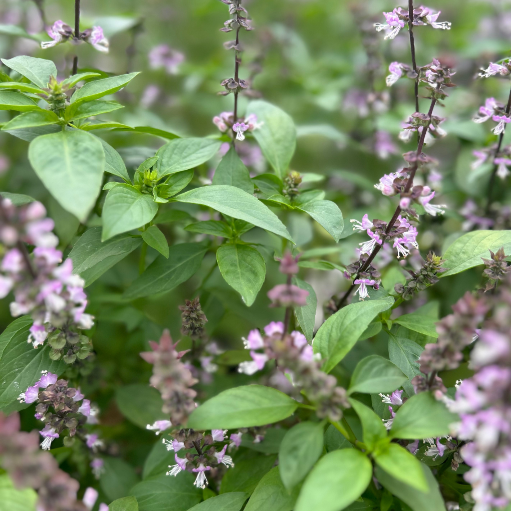 Asian Basil [ 75g ] | Tulima Farms